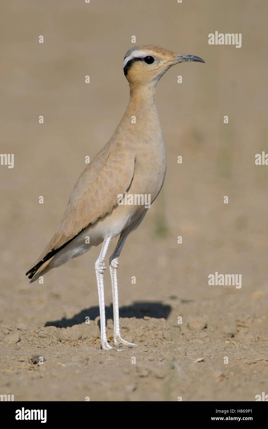 Cream-colored Courser (Cursorius cursor), Oman Stock Photo - Alamy