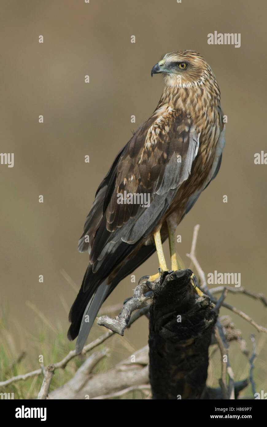 Western Marsh-Harrier (Circus aeruginosus), Oman Stock Photo - Alamy