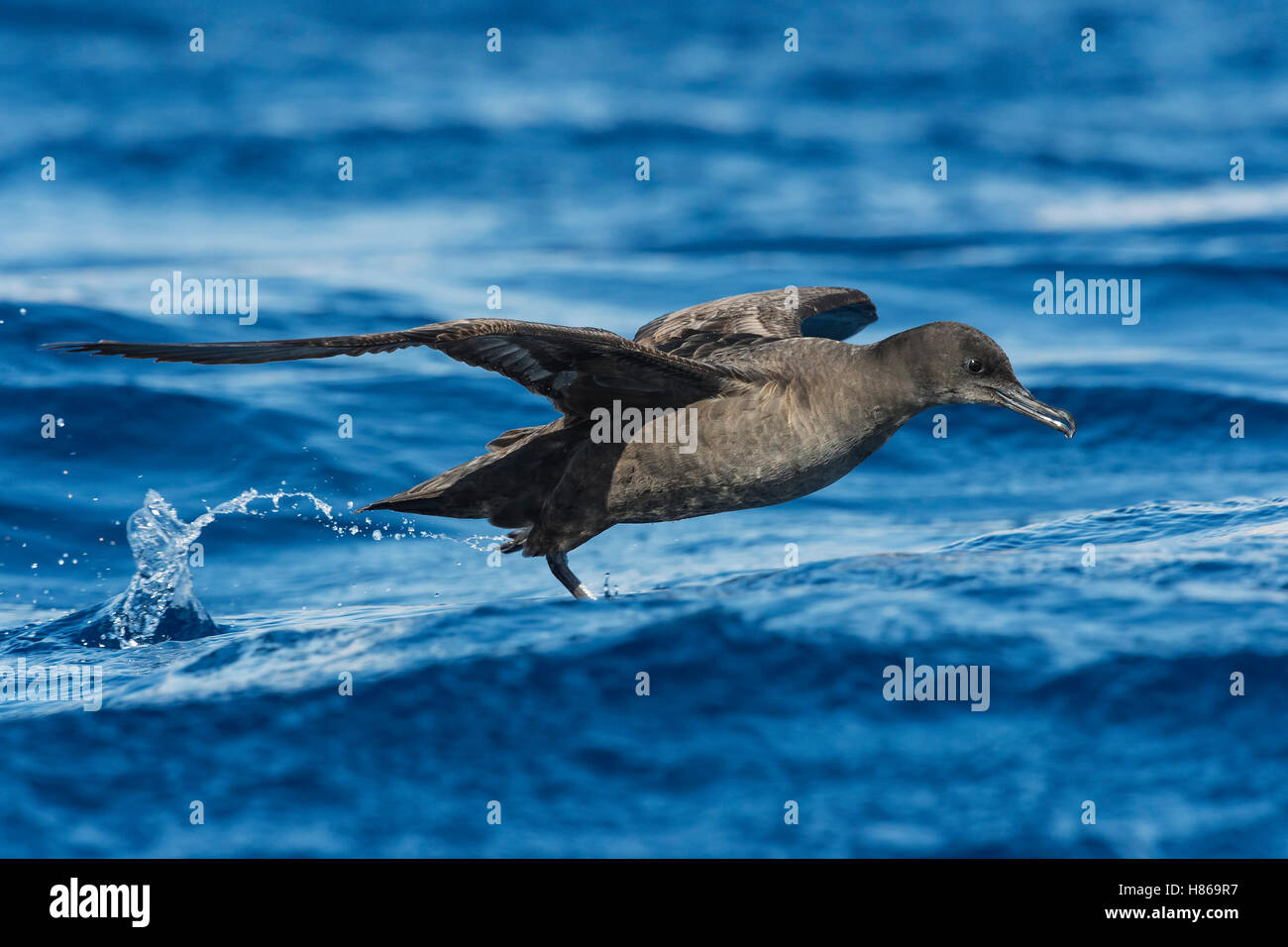 Sooty Shearwater (Puffinus griseus) taking flight, Eilat, Israel Stock ...