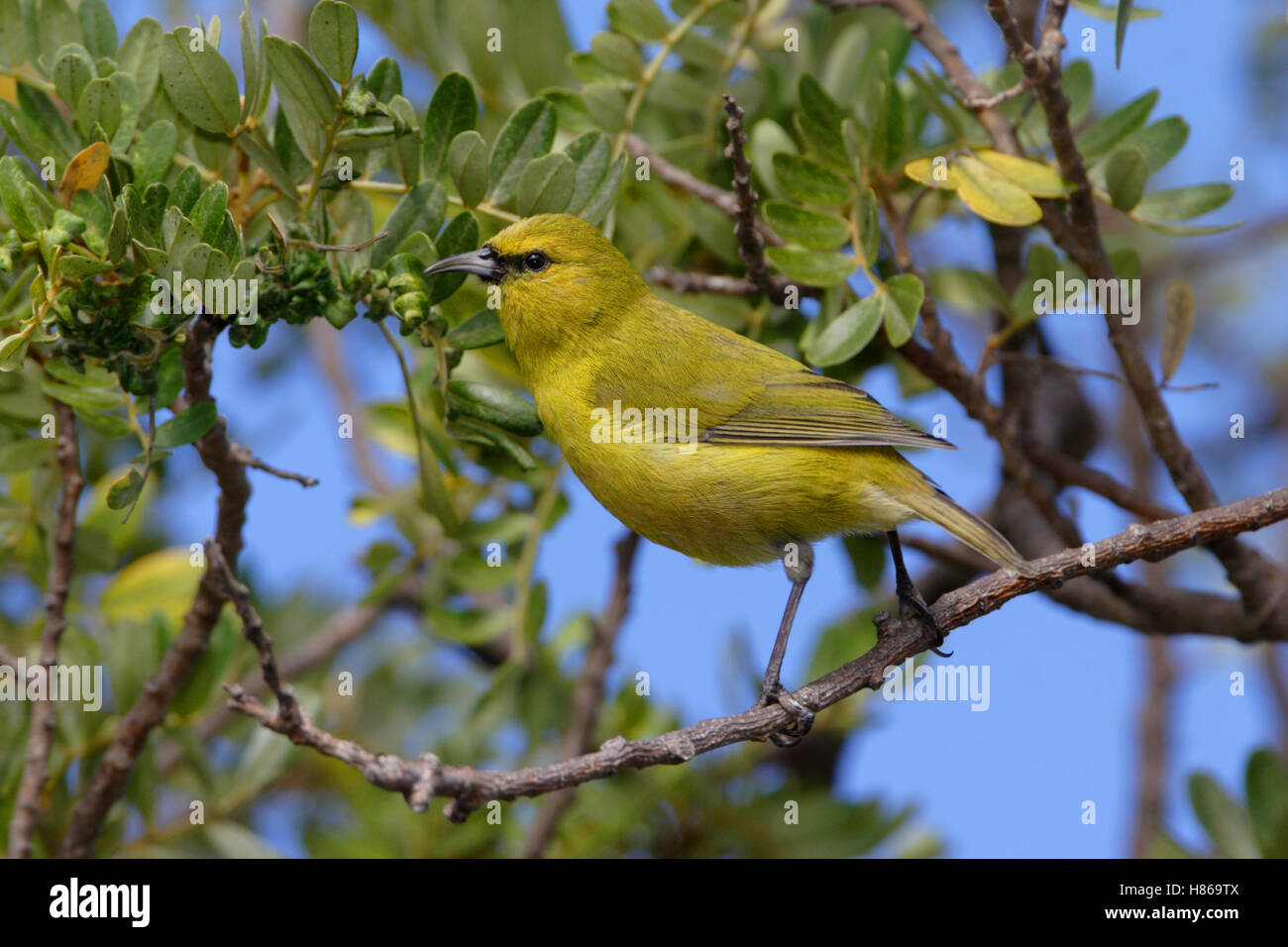 Common Amakihi (Viridonia virens) male, Hawaii Stock Photo - Alamy