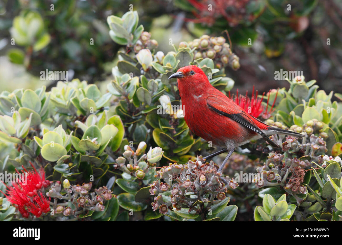 Apapane (Himatione sanguinea), Hawaii Stock Photo - Alamy