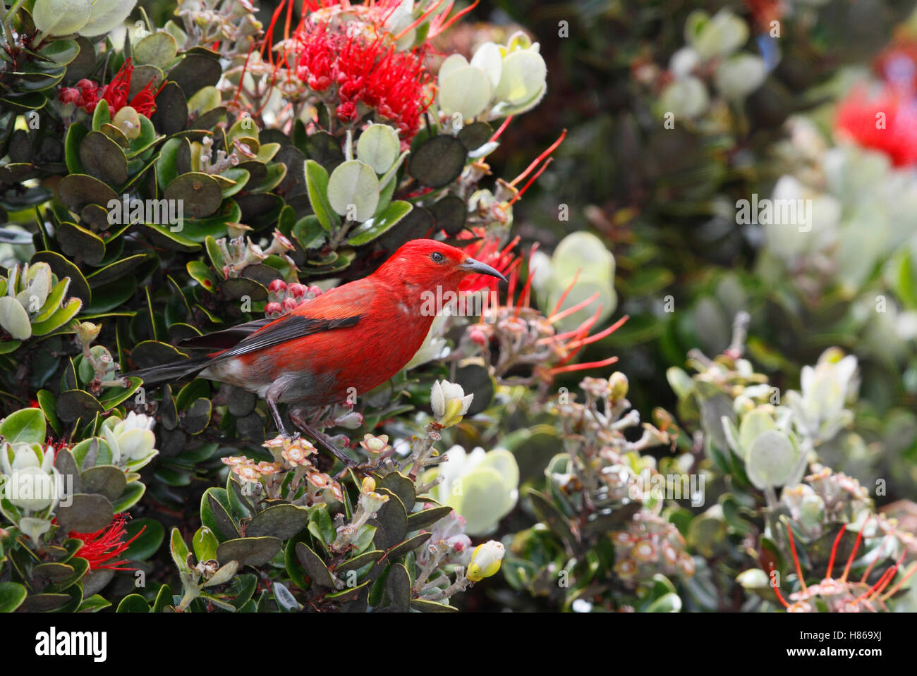 Apapane (Himatione sanguinea) on flowering plant, Hawaii Stock Photo ...