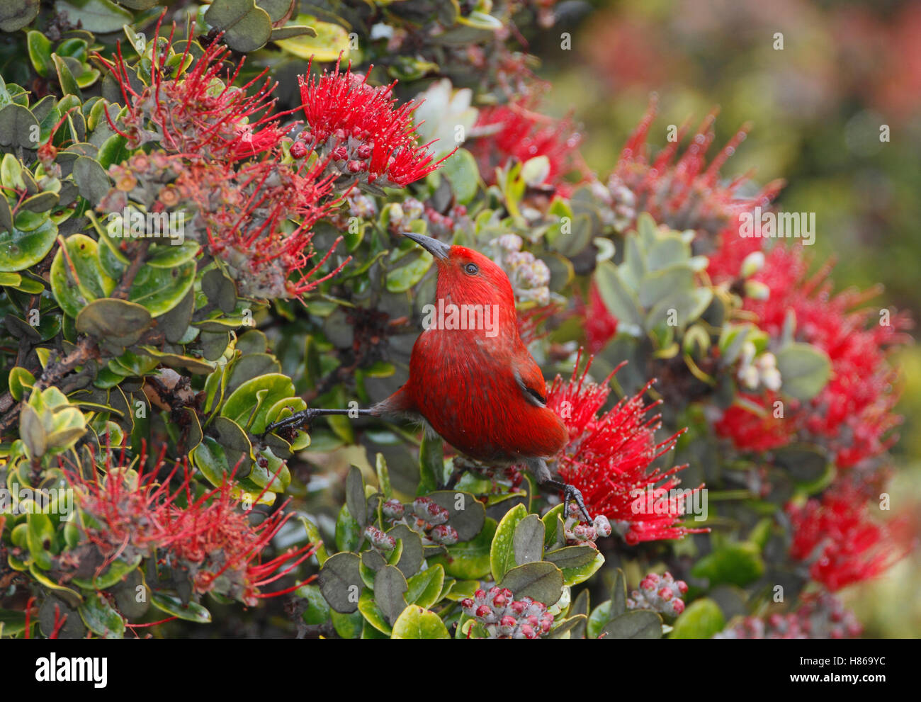 Apapane (Himatione sanguinea) on flowering plant, Hawaii Stock Photo ...