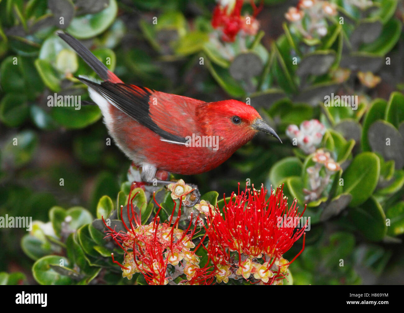 Apapane (Himatione sanguinea) on flowering plant, Hawaii Stock Photo ...
