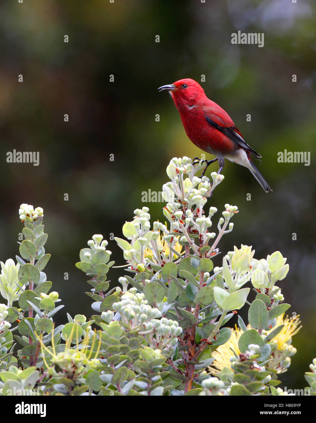 Apapane (Himatione sanguinea), Hawaii Stock Photo - Alamy