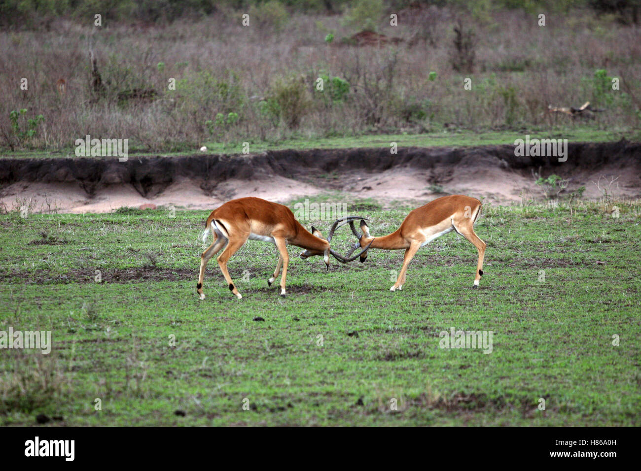 ANTILOPE - ANTILOPE Stock Photo - Alamy