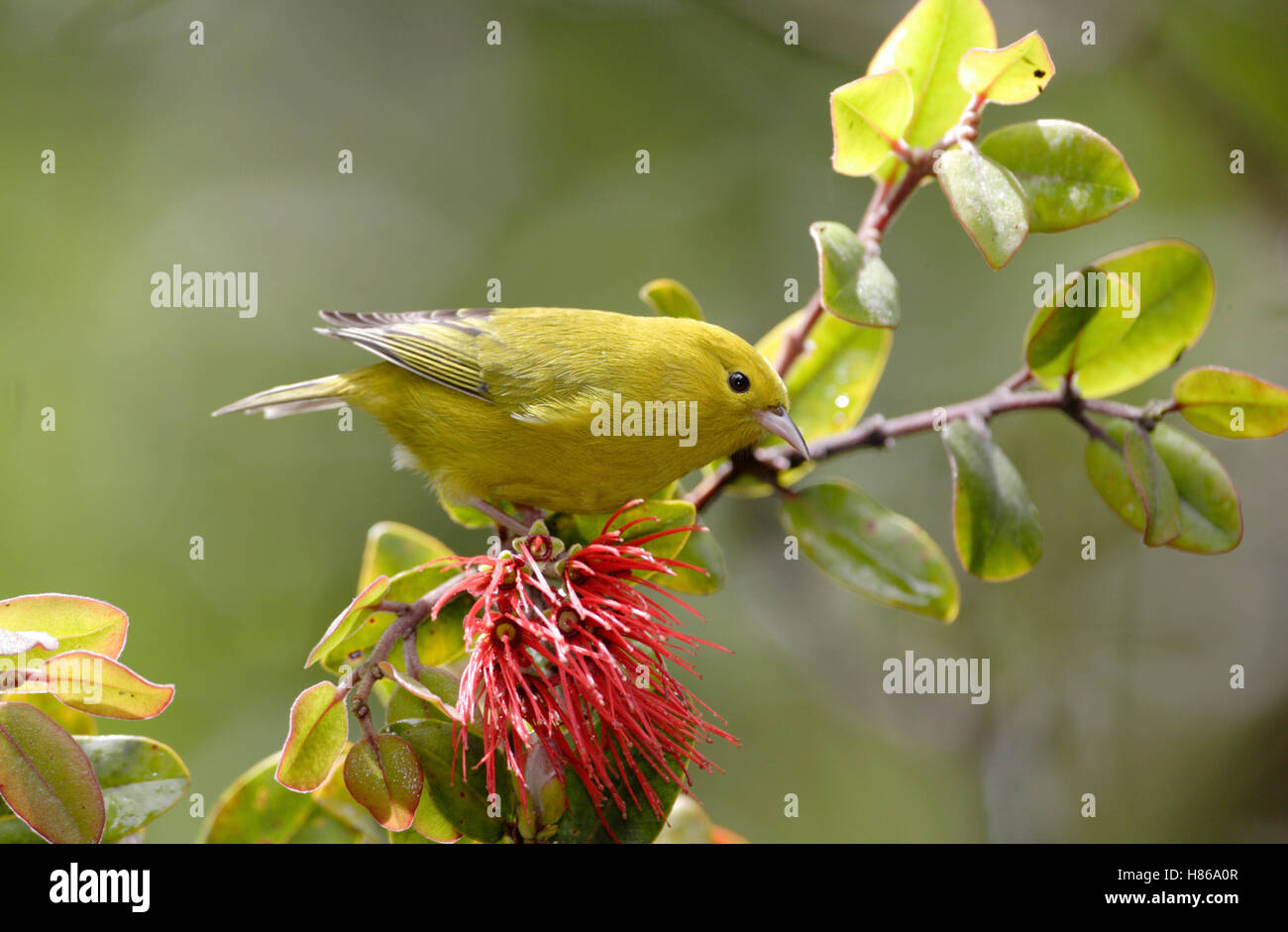 Anianiau (Viridonia parva) male, Hawaii Stock Photo - Alamy