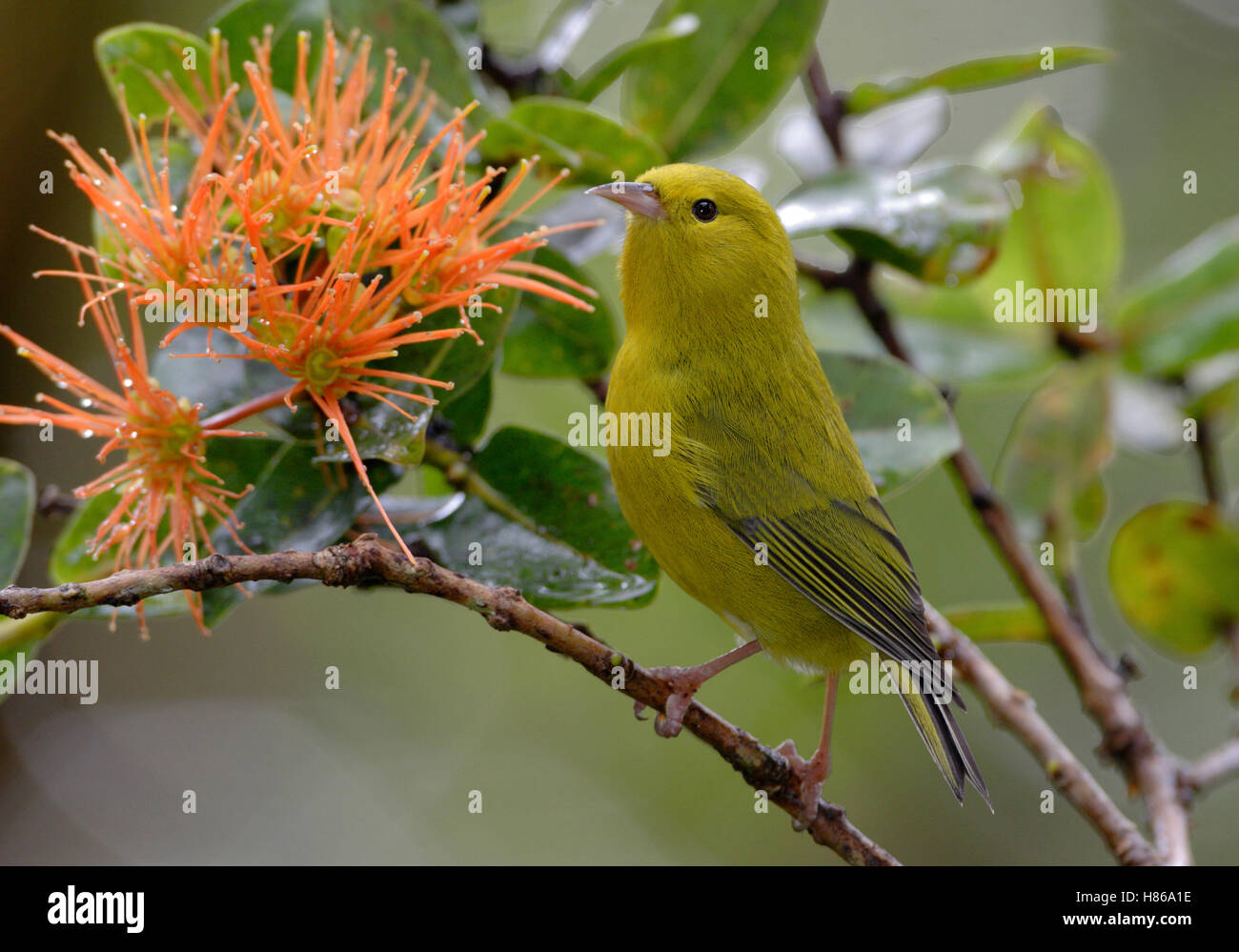 Anianiau (Viridonia parva) male, Hawaii Stock Photo - Alamy