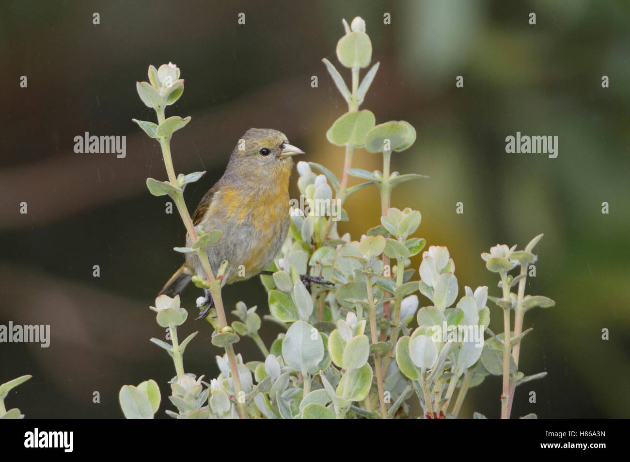 Akepa (Loxops coccineus) female, Hawaii Stock Photo - Alamy