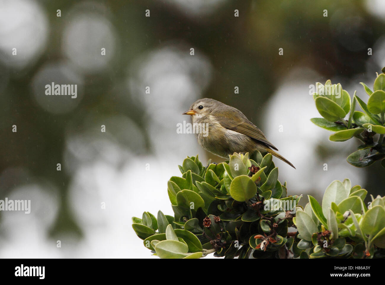 Akepa (Loxops coccineus) juvenile, Hawaii Stock Photo - Alamy
