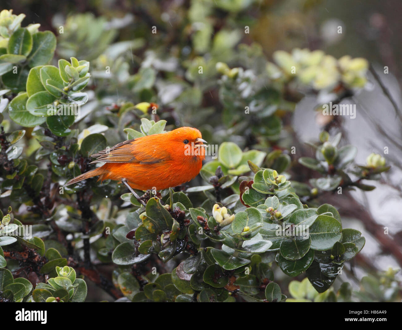 Akepa (Loxops coccineus) male, Hawaii Stock Photo - Alamy
