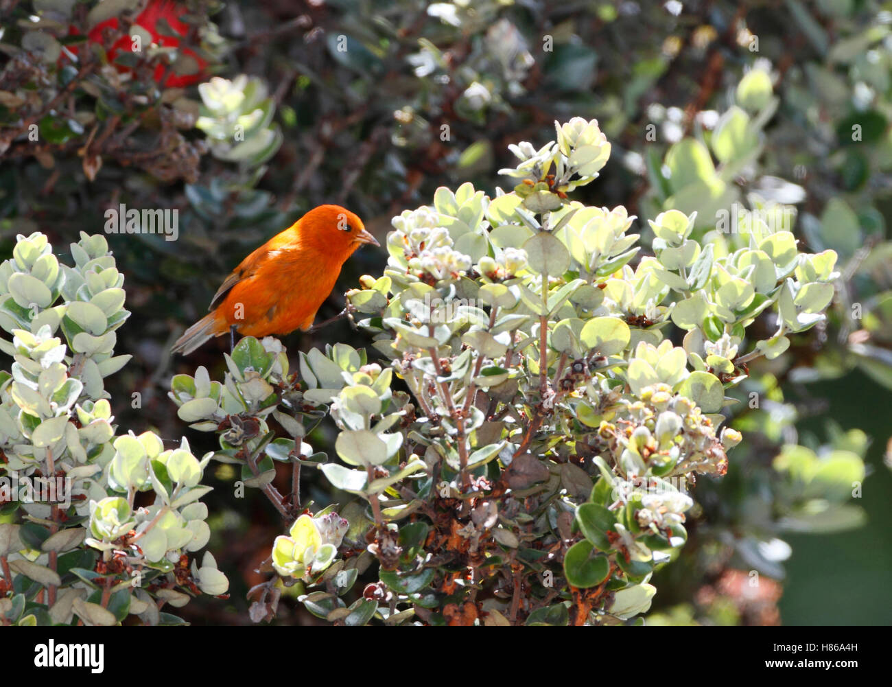 Akepa (Loxops coccineus) male, Hawaii Stock Photo - Alamy