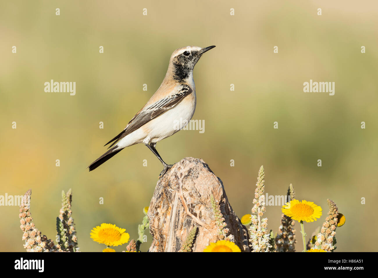 Desert Wheatear (Oenanthe deserti), Eilat, Israel Stock Photo - Alamy