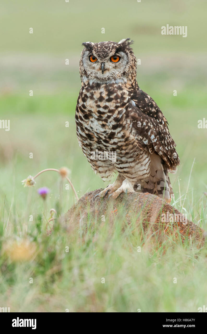 Cape Eagle-Owl (Bubo capensis), Mpumalanga, South Africa Stock Photo ...