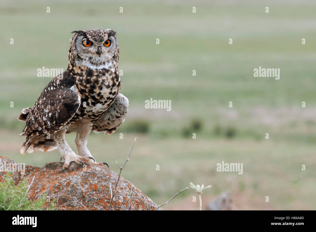 Cape Eagle-Owl (Bubo capensis), Mpumalanga, South Africa Stock Photo ...