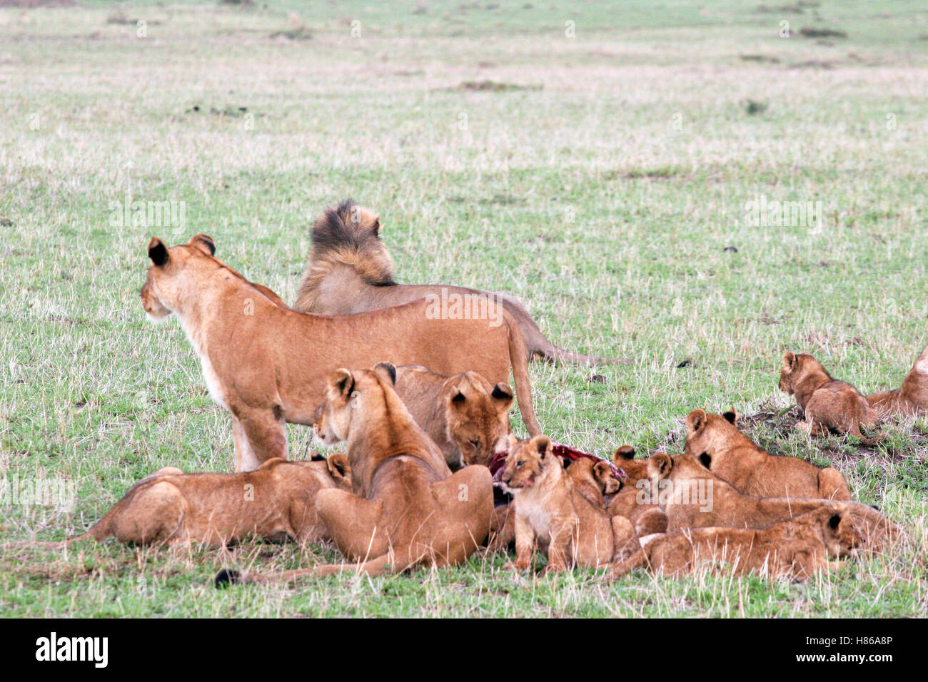 LEONE - LION Stock Photo - Alamy