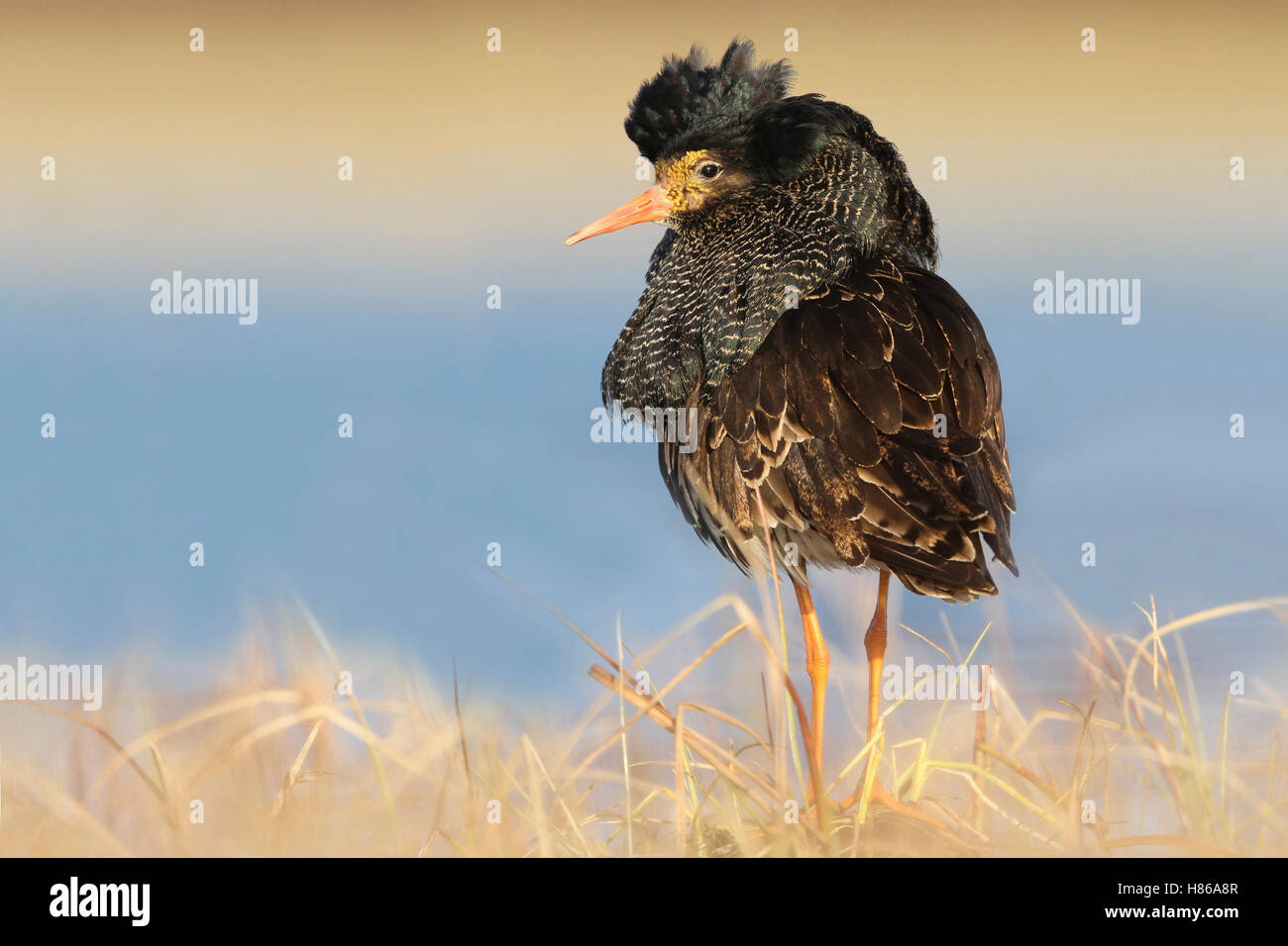 Ruff (Philomachus pugnax) male in breeding plumage, Finland Stock Photo ...