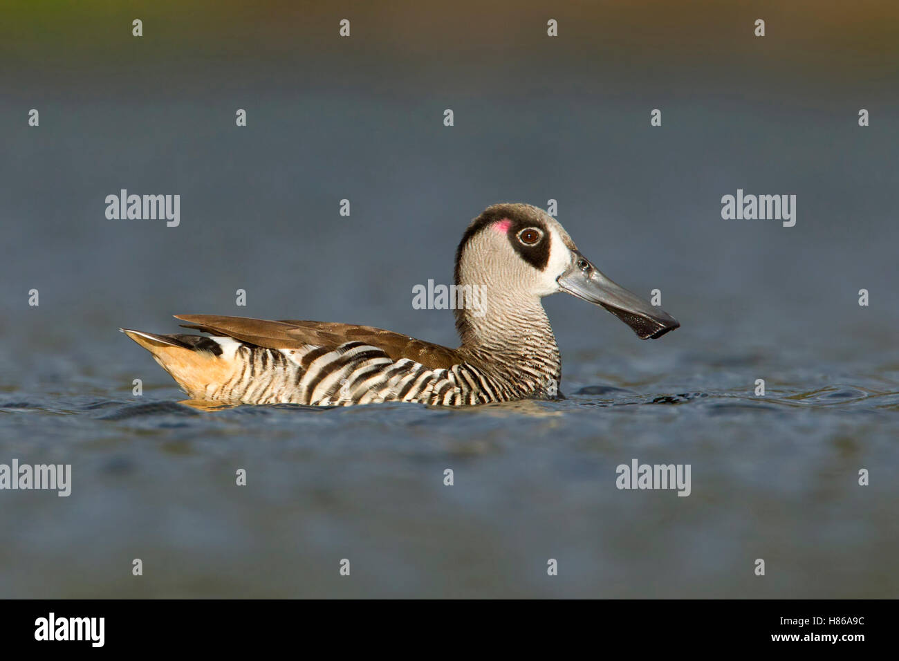 Pink-eared Duck (Malacorhynchus membranaceus), Victoria, Australia ...