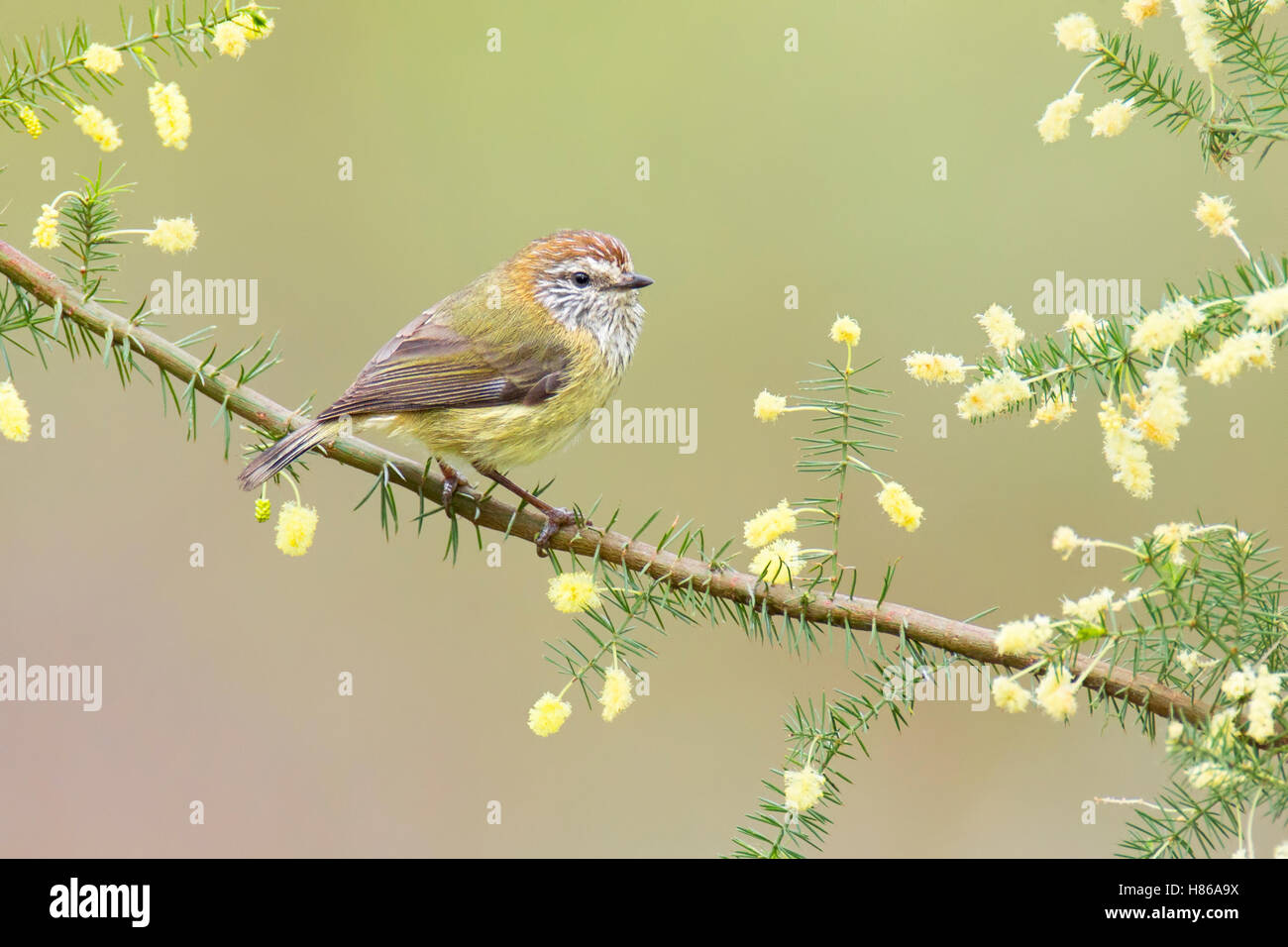 Striated Thornbill (Acanthiza lineata), Victoria, Australia Stock Photo ...