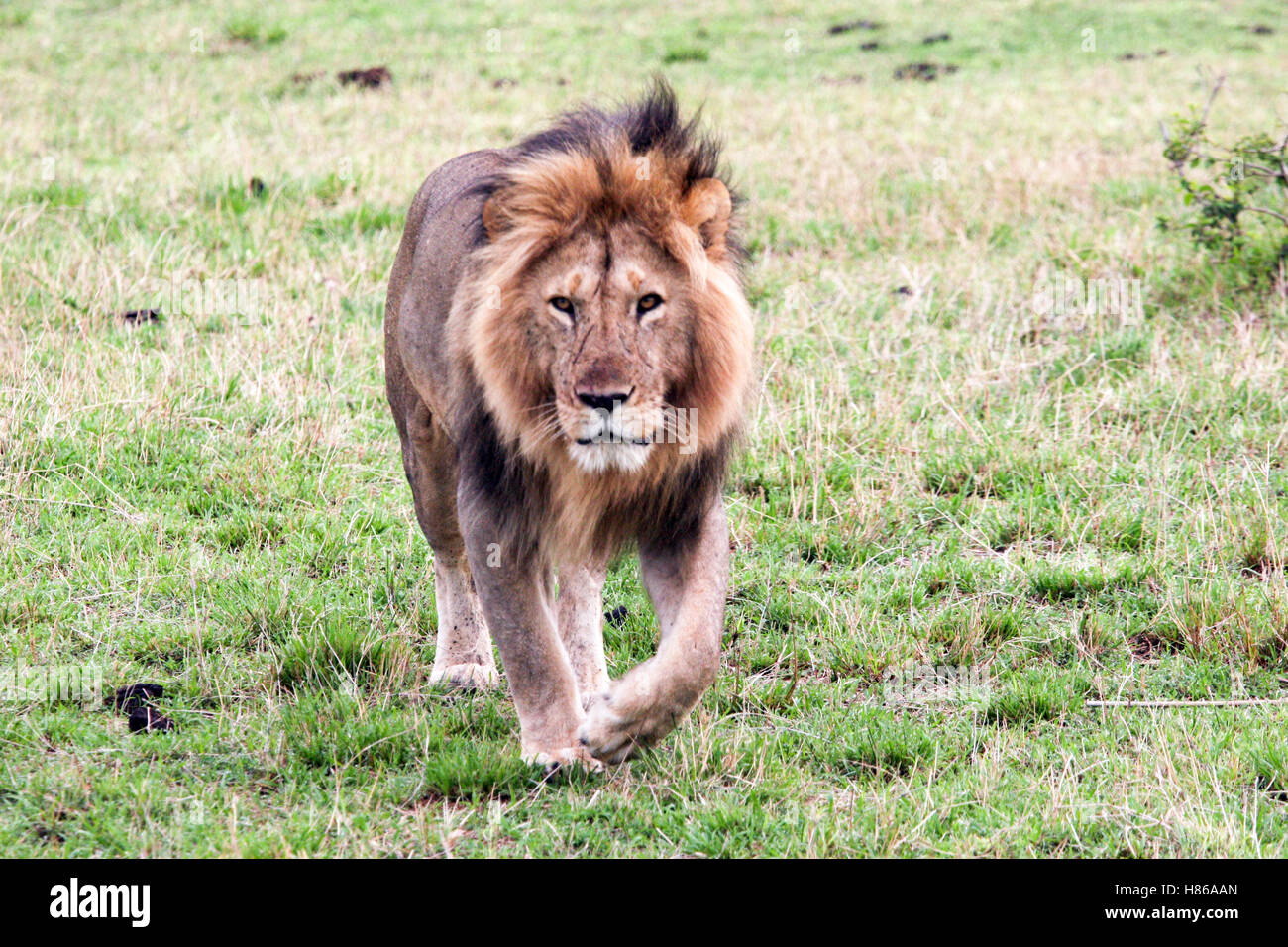 LEONE - LION Stock Photo - Alamy
