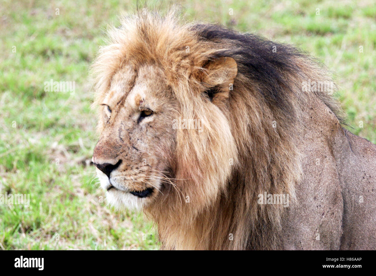 LEONE - LION Stock Photo - Alamy