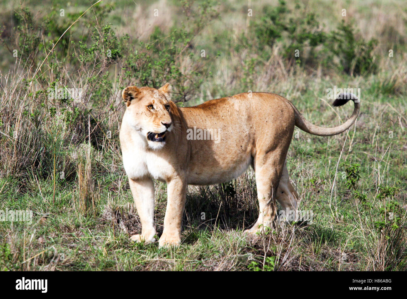LEONE - LION Stock Photo - Alamy