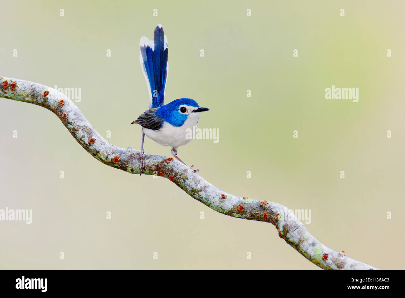 Lovely Fairywren (Malurus amabilis) female, Queensland, Australia Stock ...
