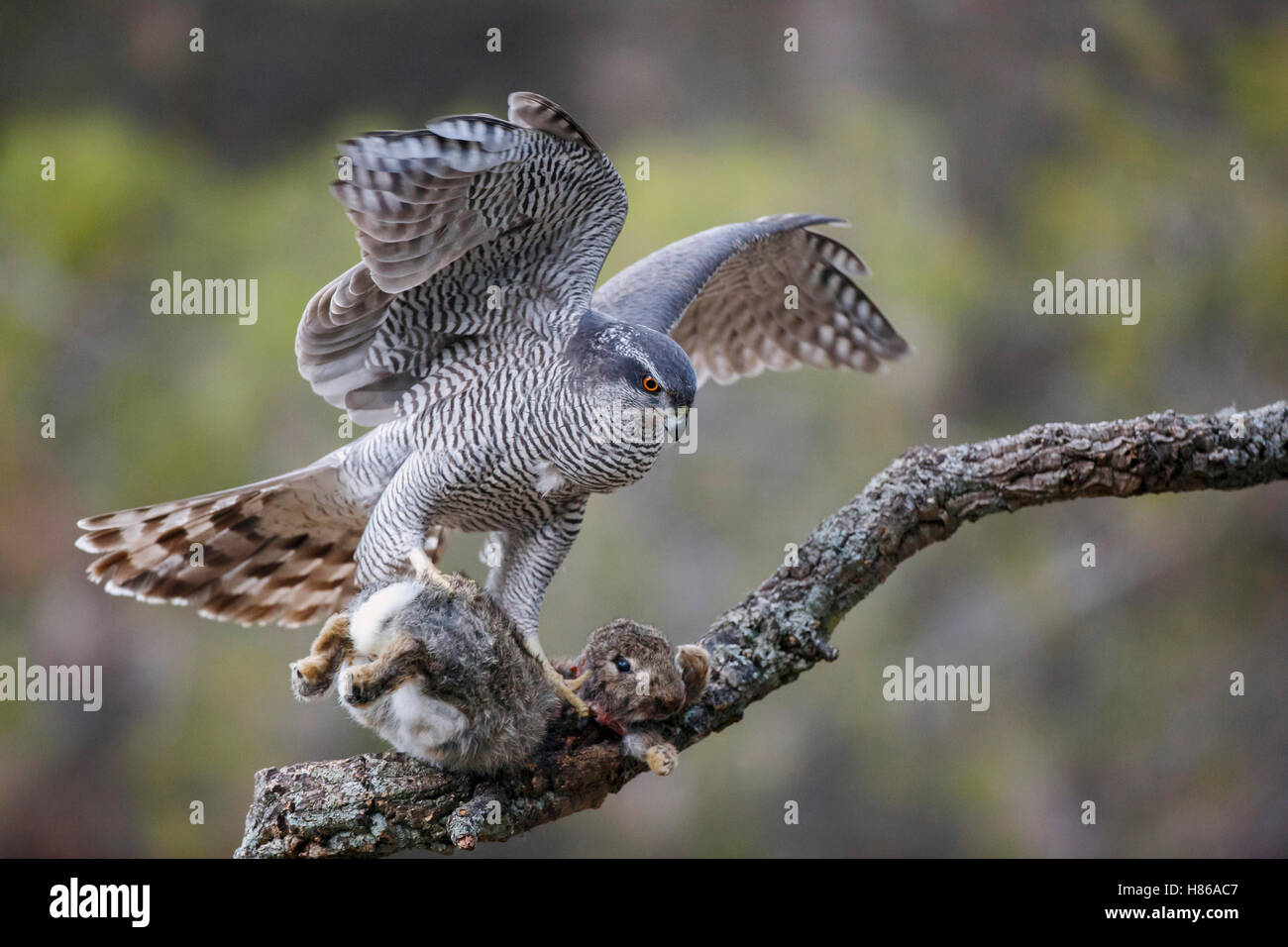 Northern Goshawk (Accipiter gentilis) female with rabbit prey, Madrid ...