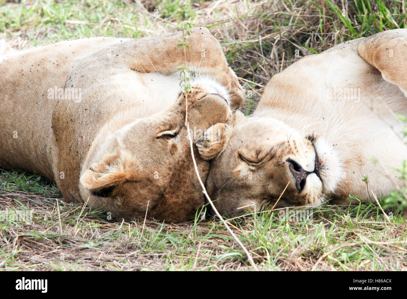 LEONE - LION Stock Photo - Alamy