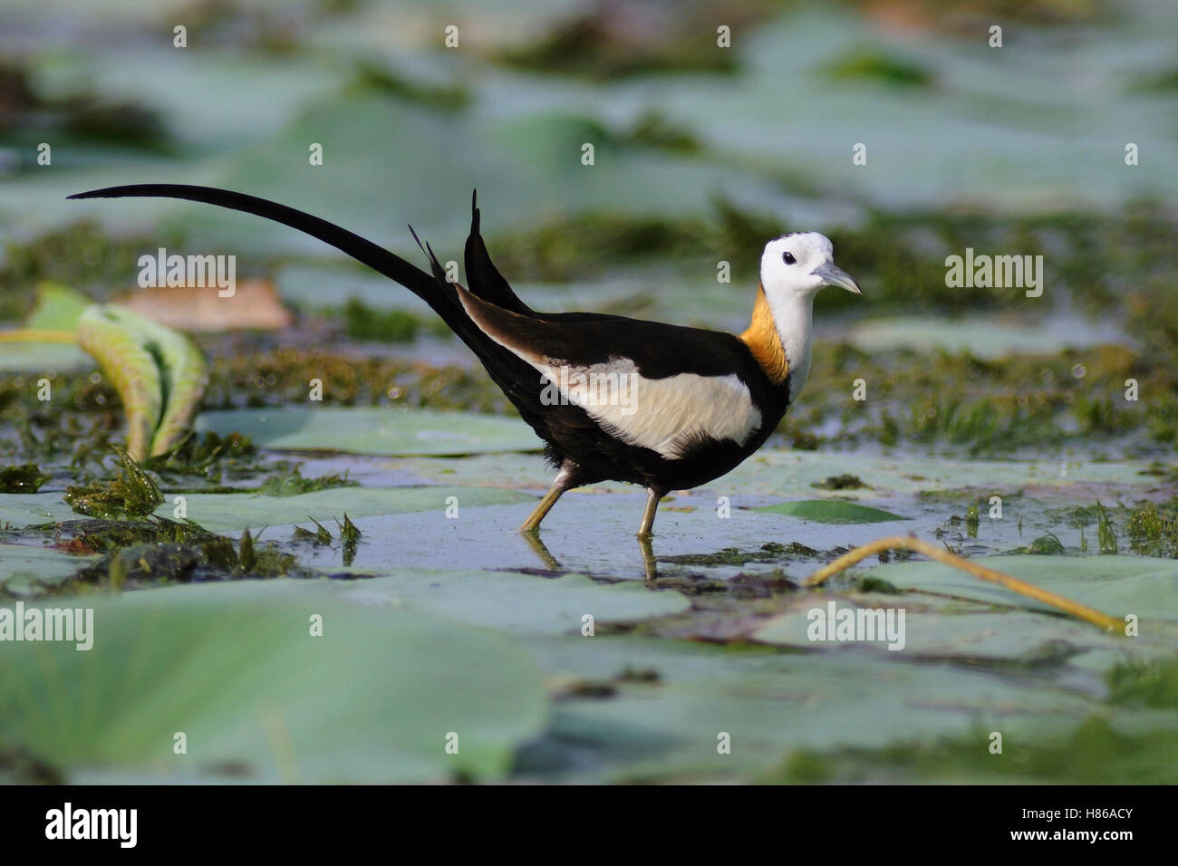 Pheasant-tailed Jacana (Hydrophasianus chirurgus), Sri Lanka Stock ...