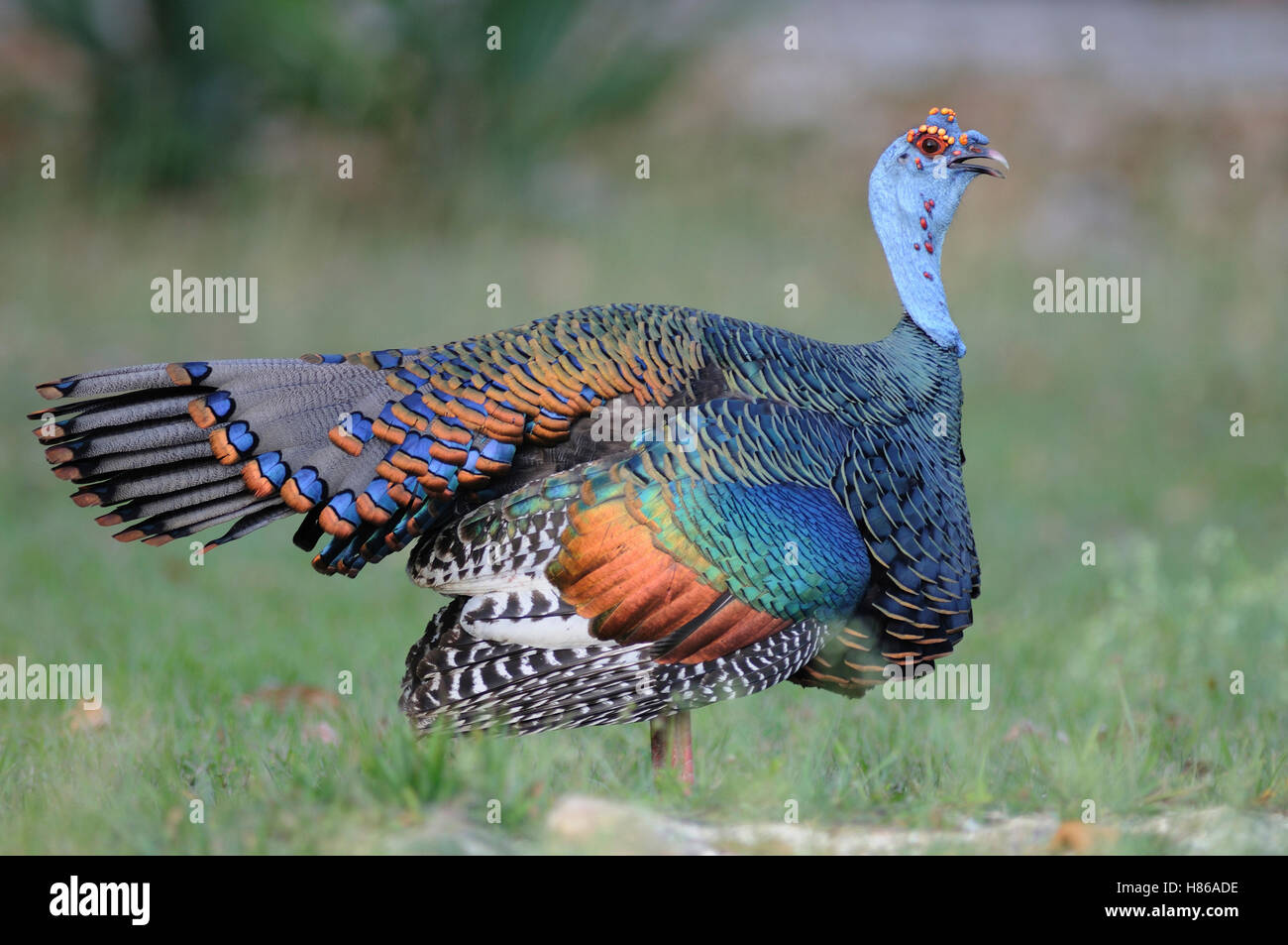 Ocellated Turkey (Meleagris ocellata) male, Guatemala Stock Photo - Alamy