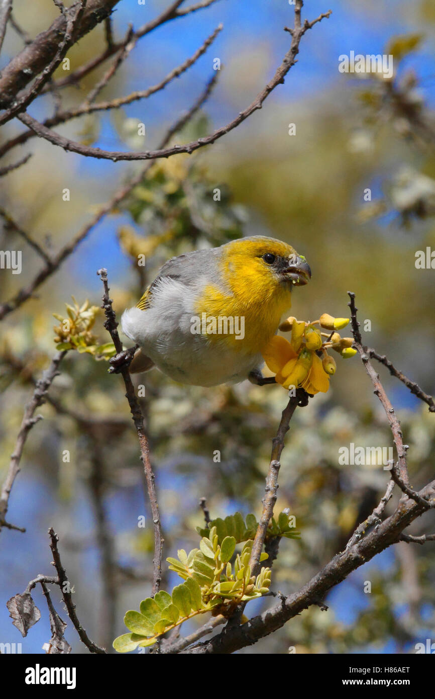 Palila (Loxioides bailleui) female, Hawaii Stock Photo - Alamy