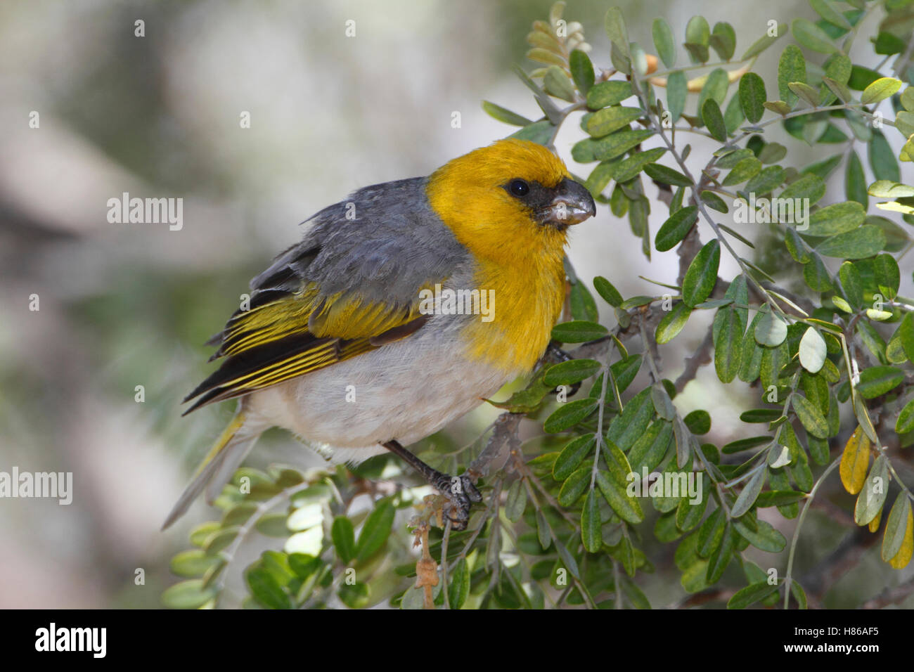 Palila (Loxioides bailleui) male, Hawaii Stock Photo - Alamy