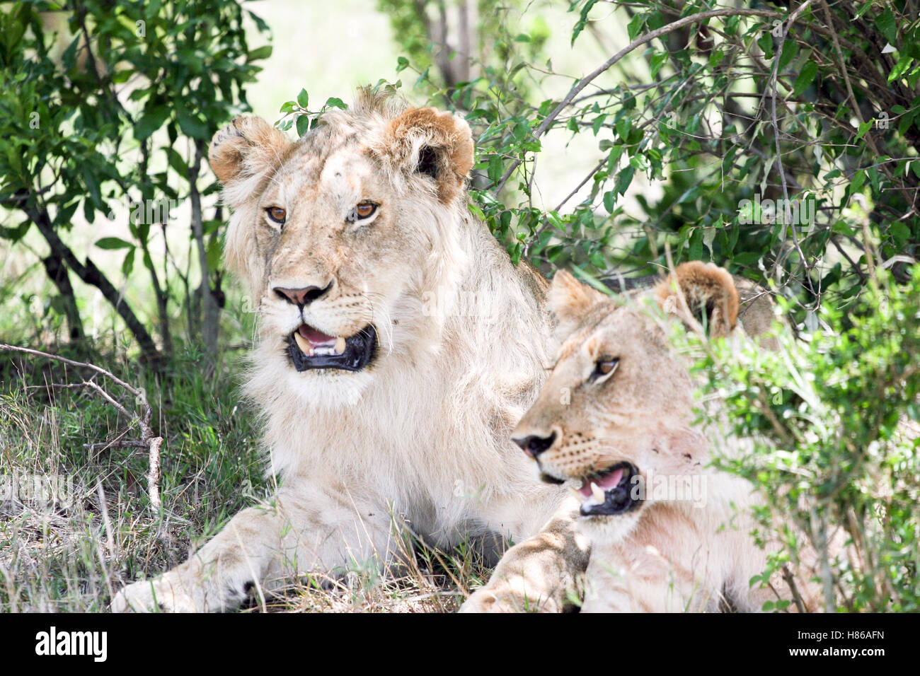 LEONE - LION Stock Photo - Alamy