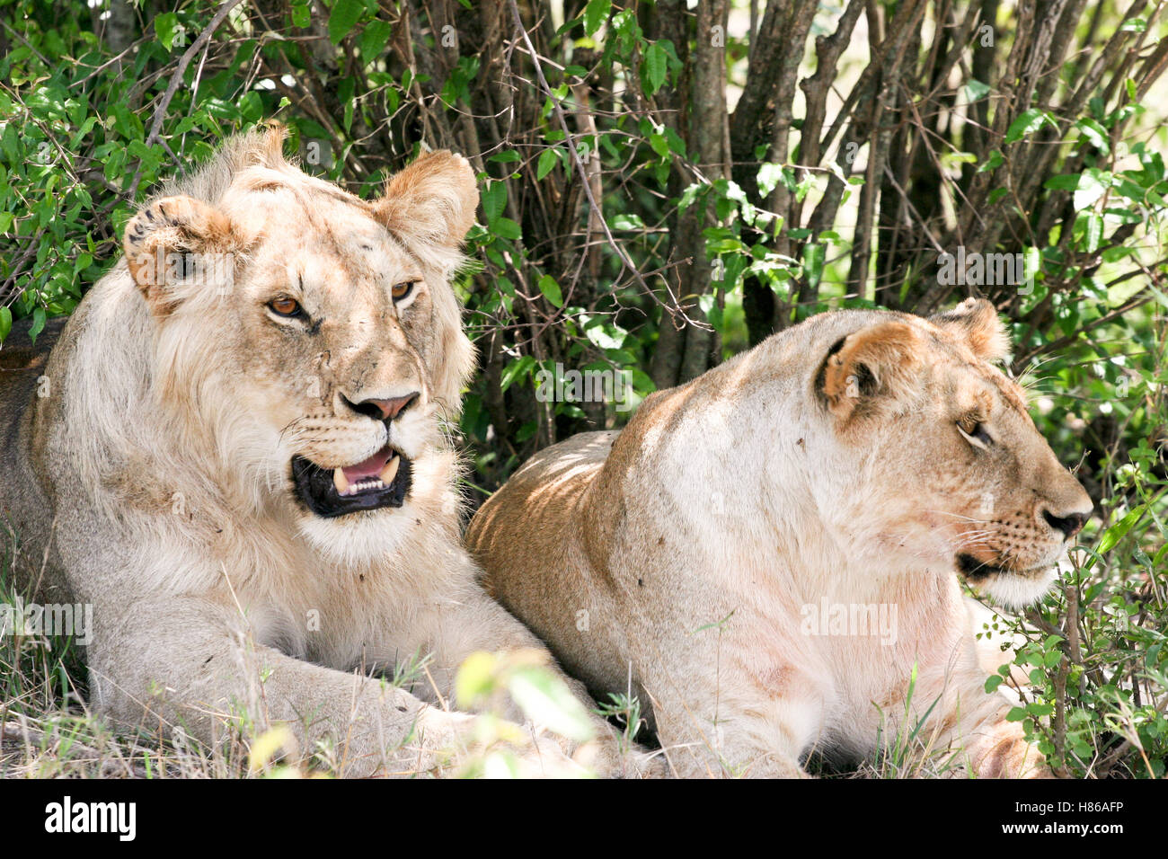 LEONE - LION Stock Photo - Alamy