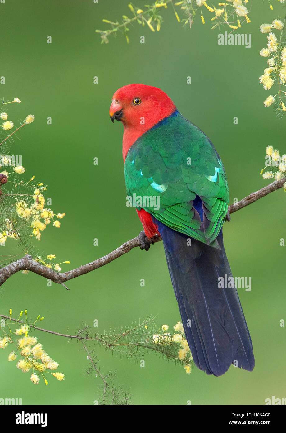 Australian King Parrot (Alisterus scapularis) male, Victoria, Australia ...