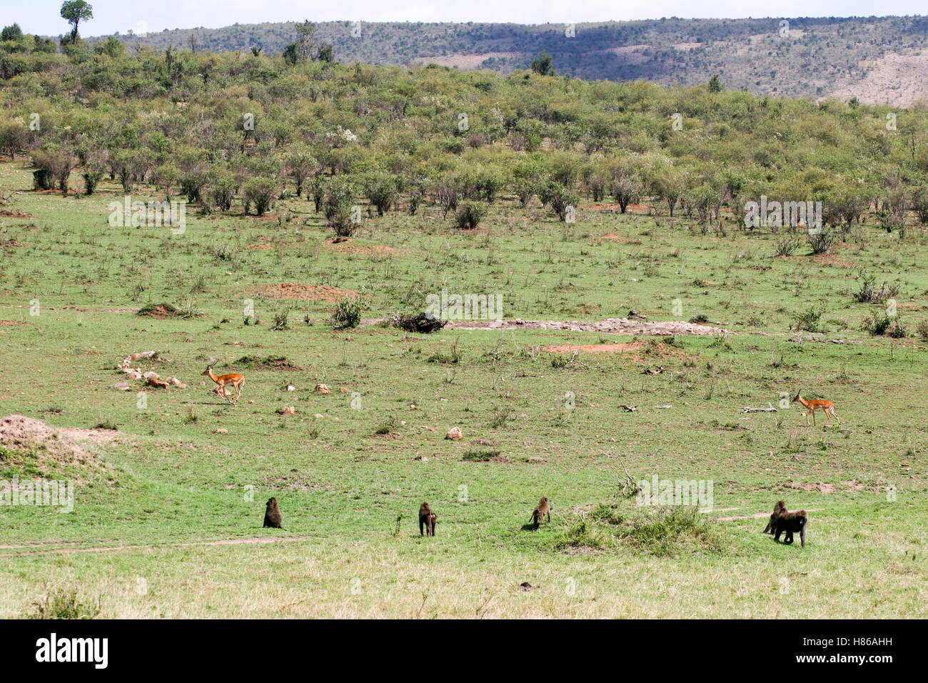NATURA - NATURE Stock Photo - Alamy
