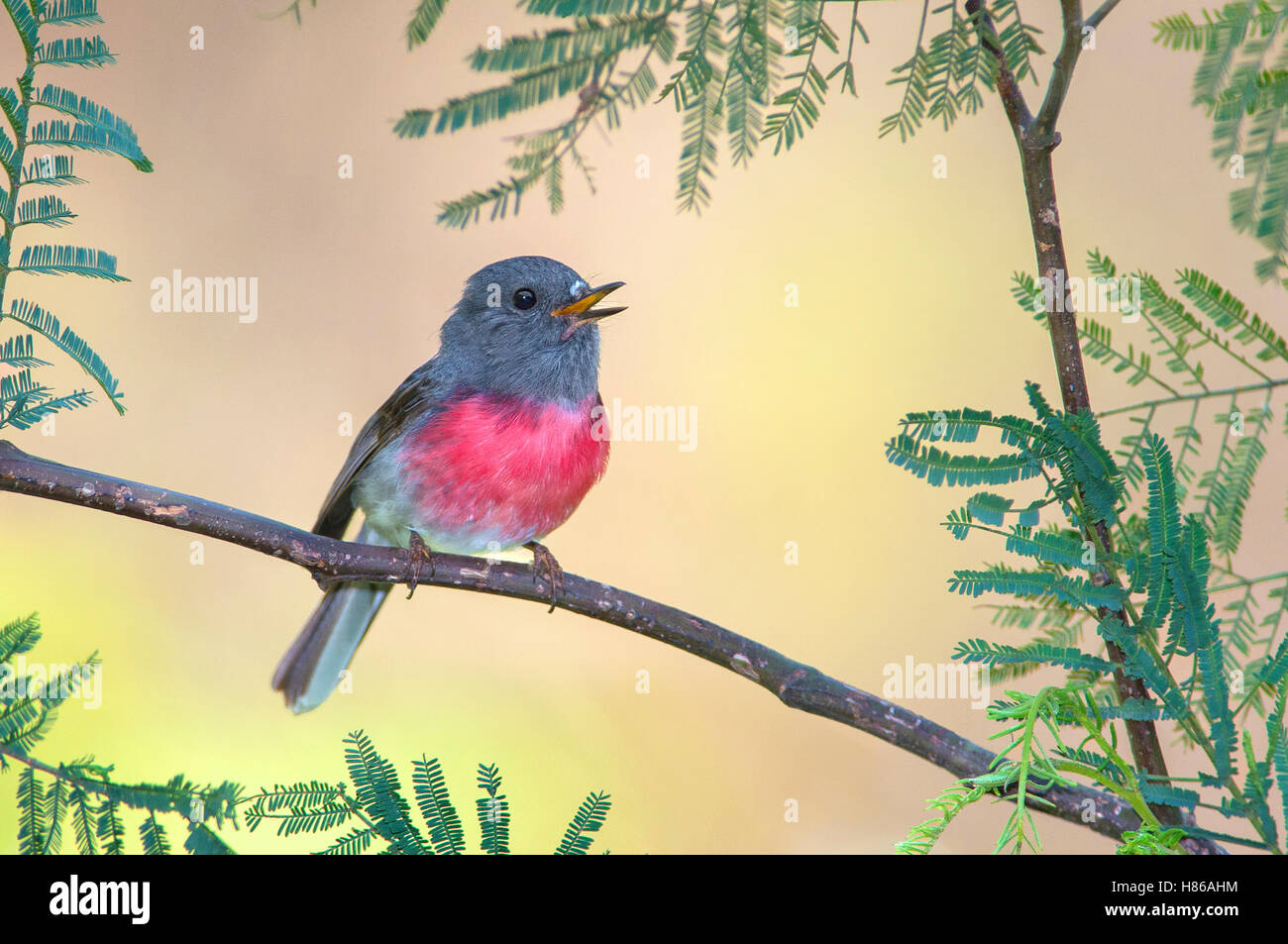 Rose Robin (Petroica rosea) male calling, Victoria, Australia Stock ...