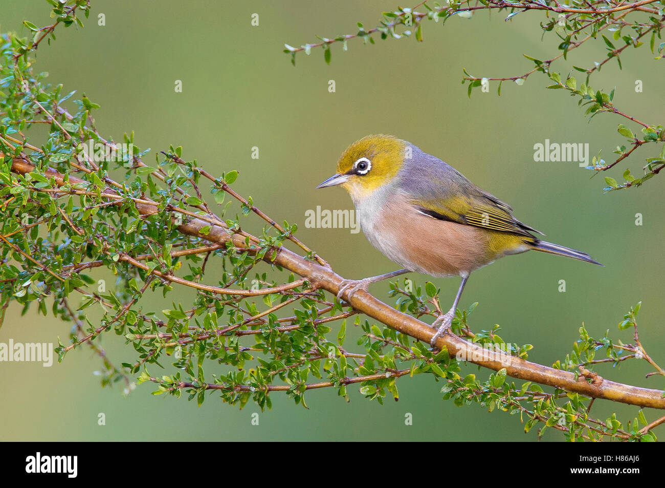 Silvereye (Zosterops lateralis), Victoria, Australia Stock Photo - Alamy