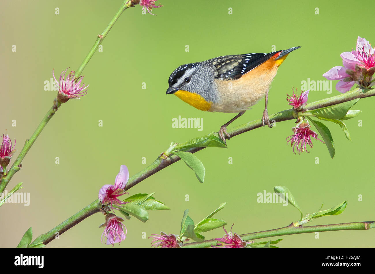 Spotted Pardalote (Pardalotus punctatus) male, Victoria, Australia ...