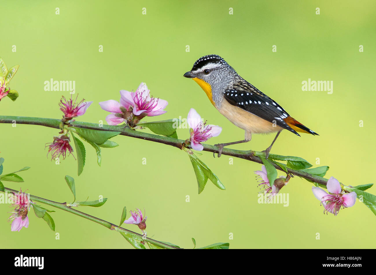 Spotted Pardalote (Pardalotus punctatus) male, Victoria, Australia ...