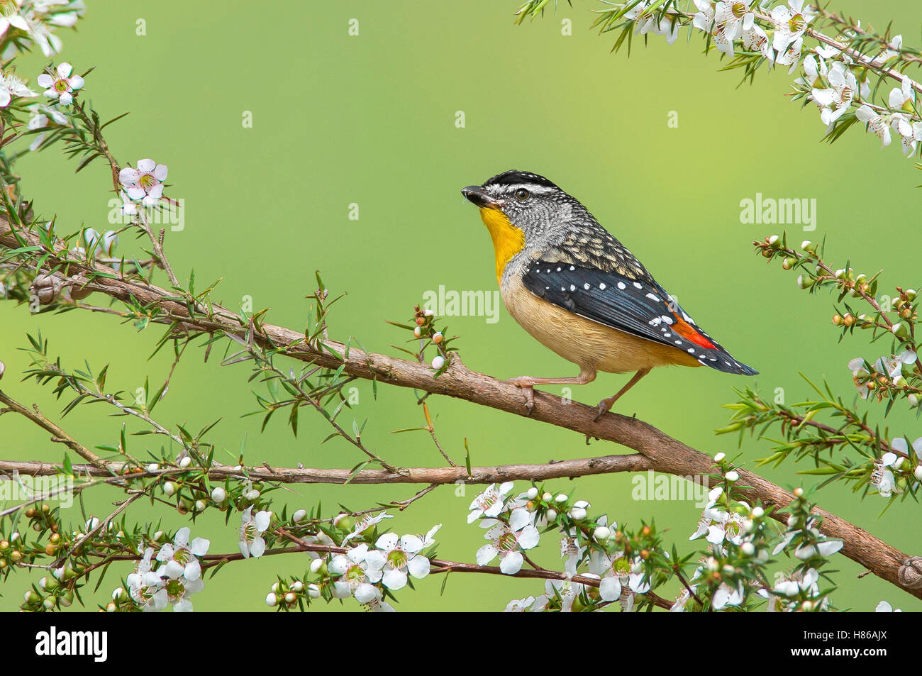 Spotted Pardalote (Pardalotus punctatus) male, Victoria, Australia ...