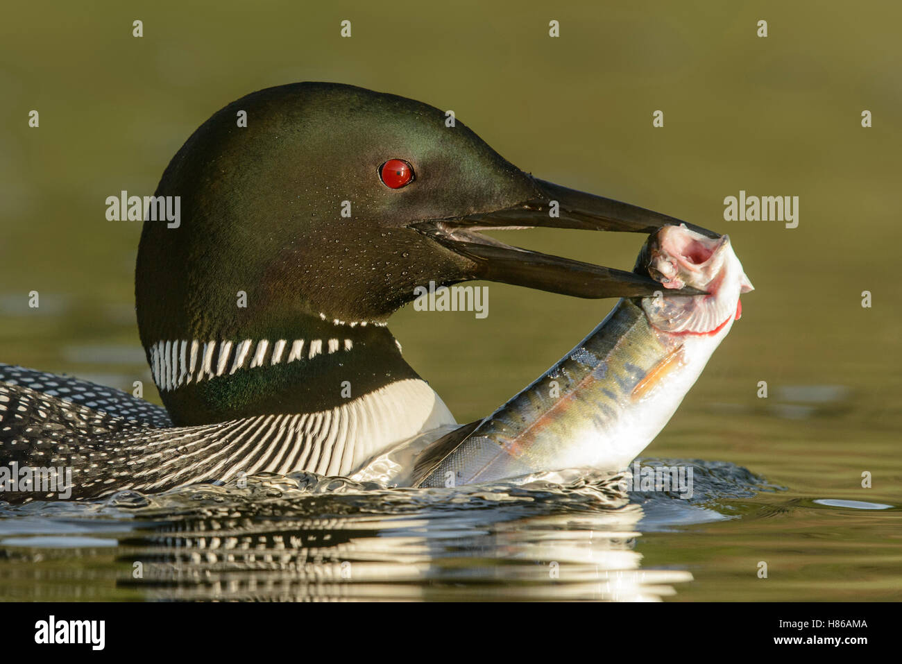 Common Loon (Gavia immer) with fish prey, British Columbia, Canada ...