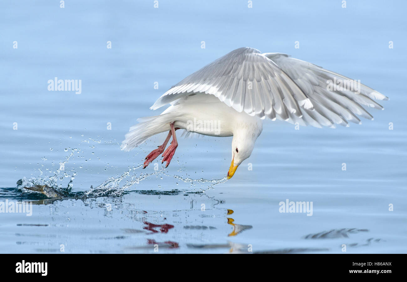 Glaucous Gull (Larus hyperboreus) striking at a fish while in flight ...