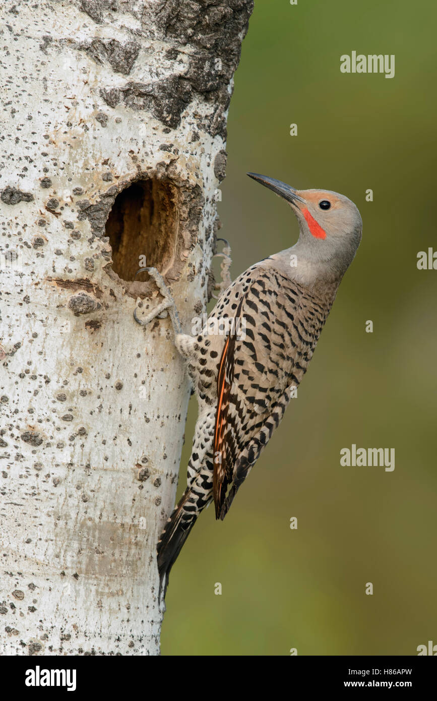 Northern Flicker (Colaptes auratus) male at nest cavity, British ...