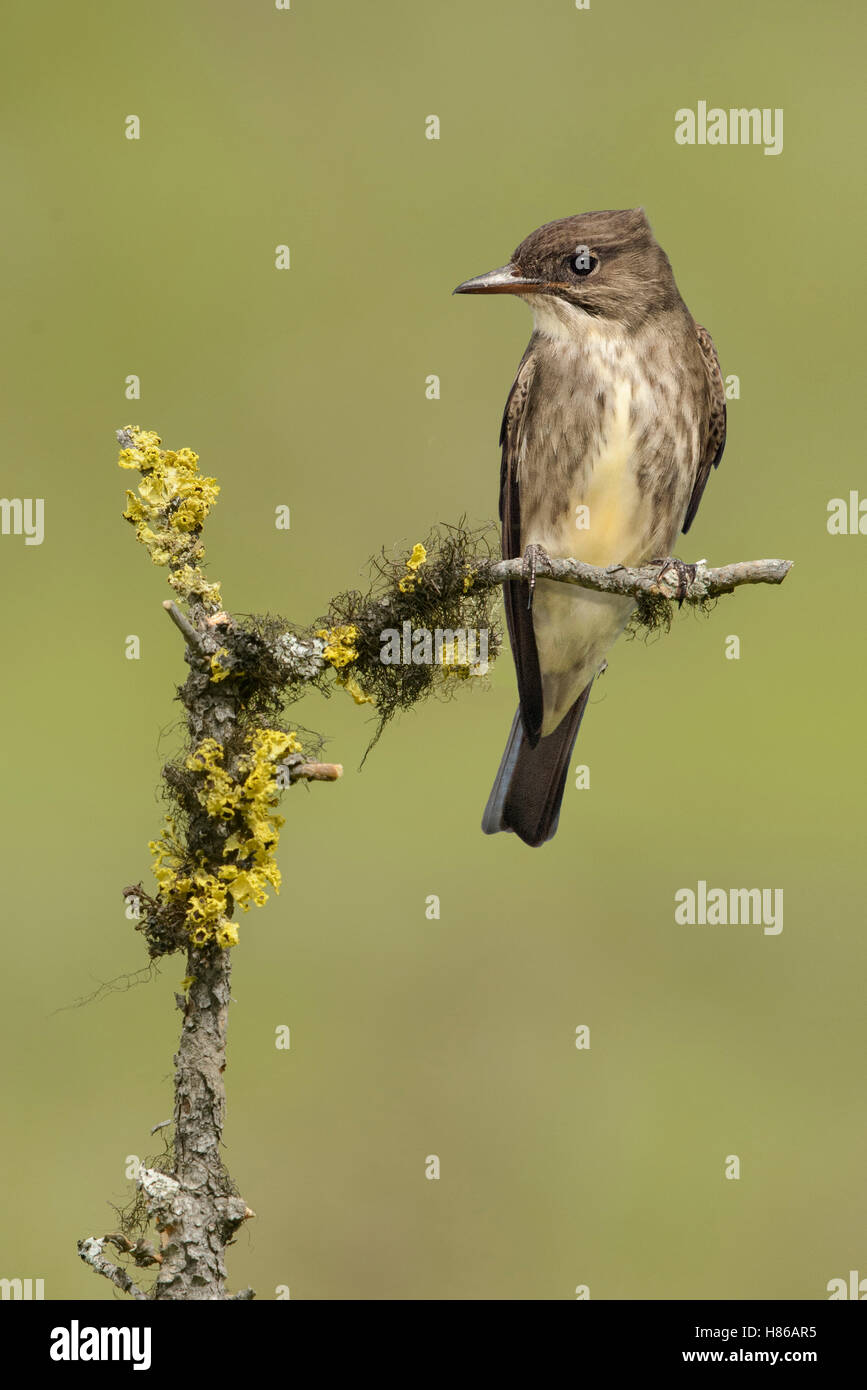 Olive-sided Flycatcher (Contopus cooperi), British Columbia, Canada ...