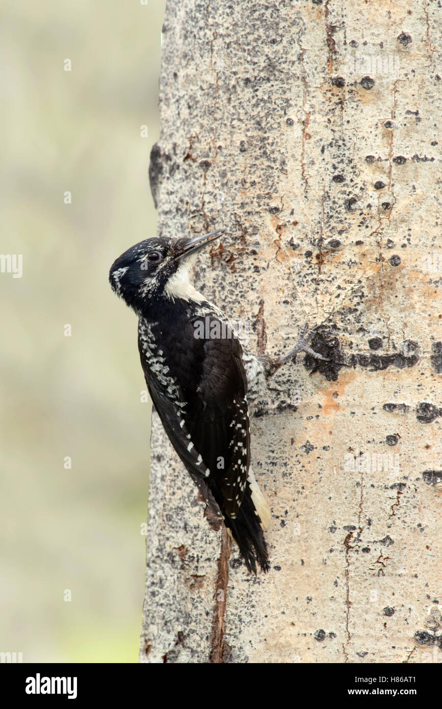 American Three-toed Woodpecker (Picoides dorsalis) female, British ...
