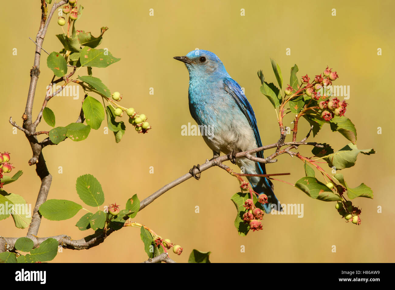 Mountain Bluebird (Sialia currucoides) male, British Columbia, Canada ...