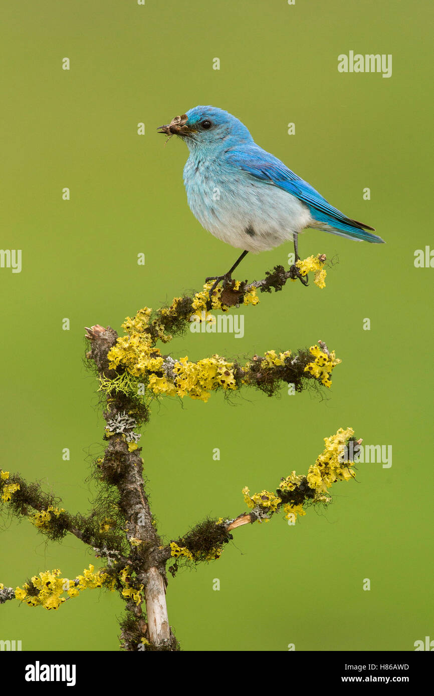 Mountain Bluebird (Sialia currucoides) male, British Columbia, Canada ...