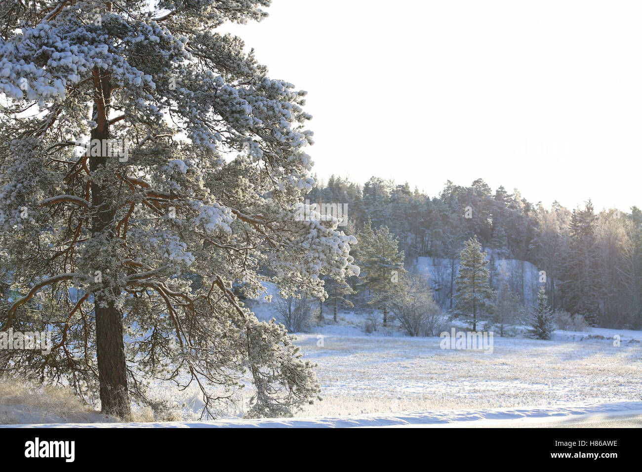 Landscape with a snow covered pine tree, field and forest on a hazy day ...